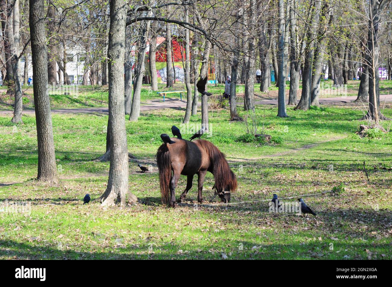 Beautiful pony with funny herd. Pony rides. Pony horse on the farm ...