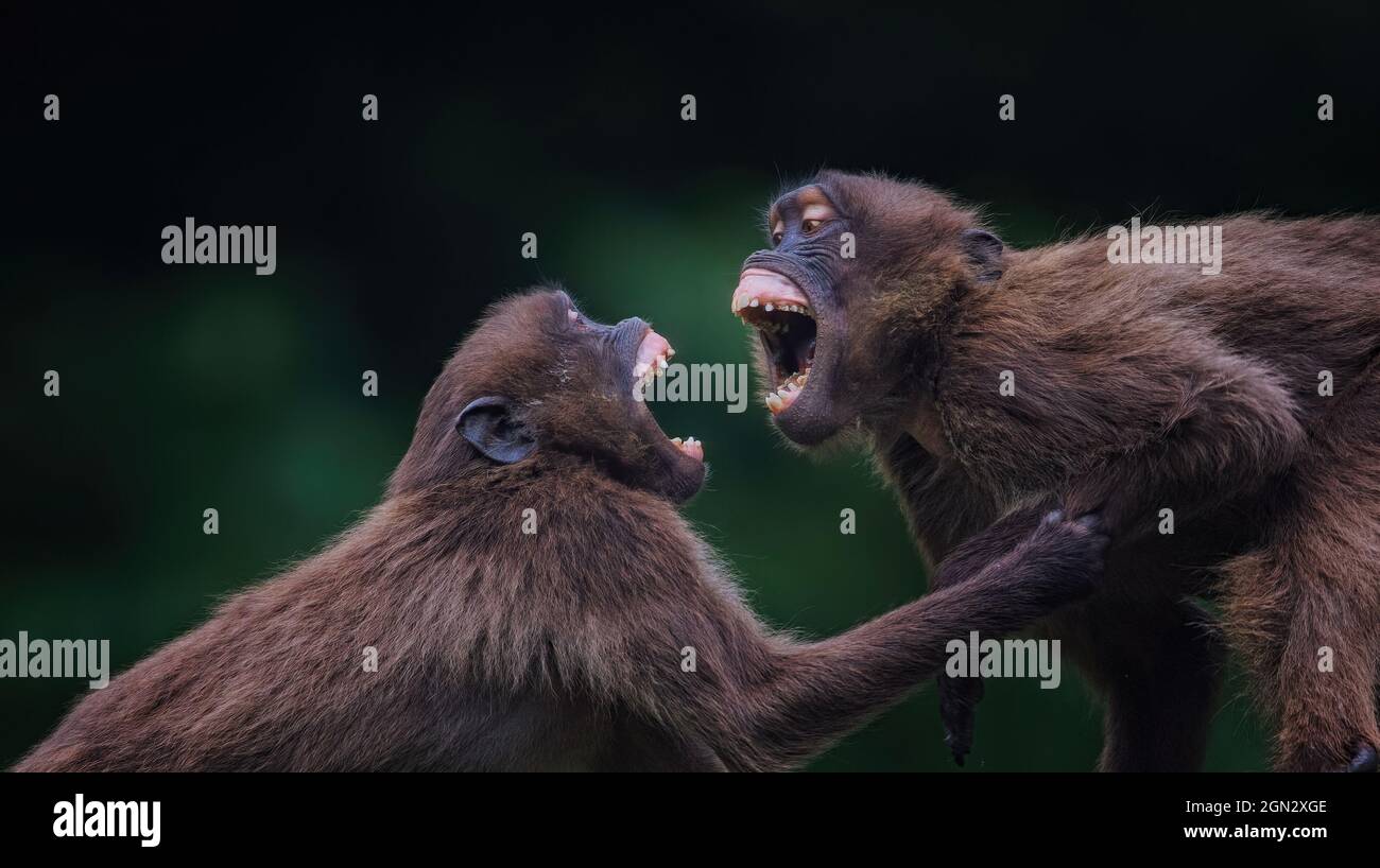 Theropithecus gelada values his teeth during a big quarrel, the best ...