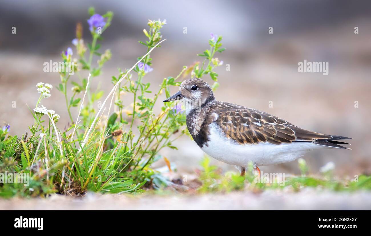 Arenaria interpres walks and searches for food along the shore, the ...