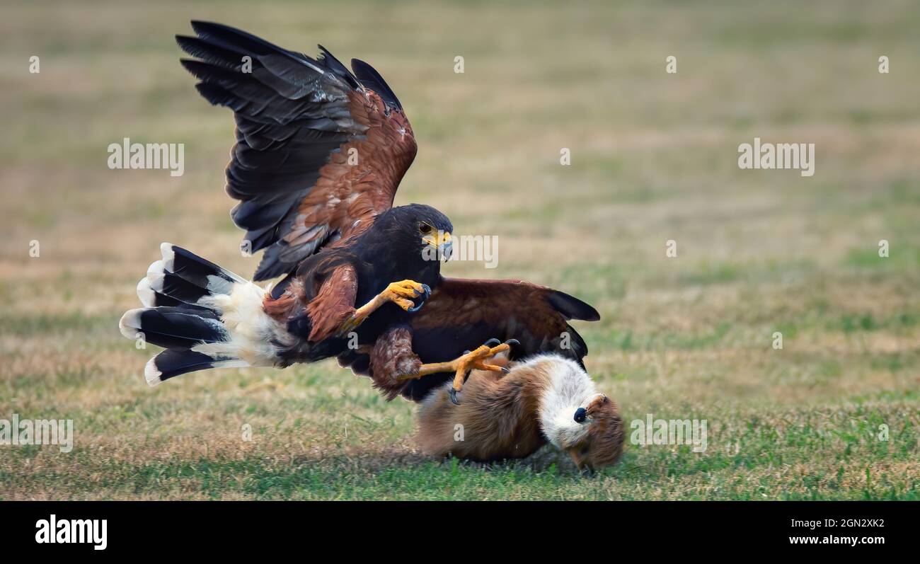Carnivore and claws hi-res stock photography and images - Alamy