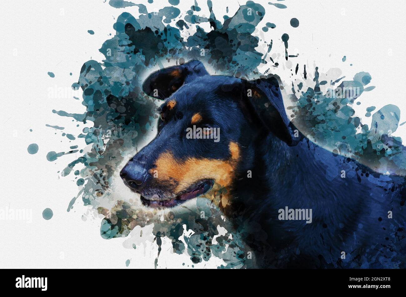 Black doberman blue dog hi-res stock photography and images - Alamy