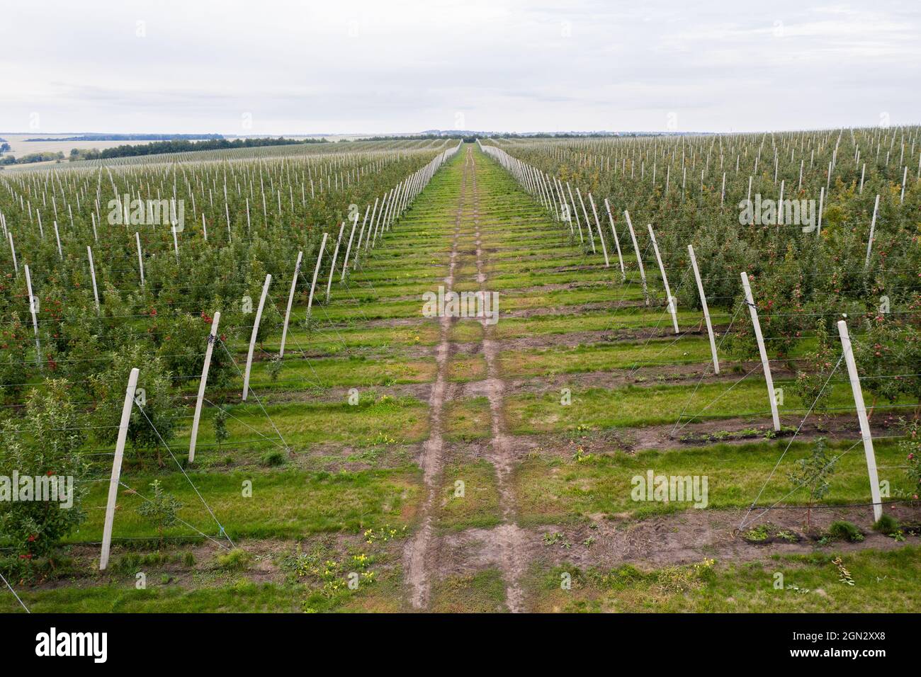 Aerial view of the farm with apple orchard Stock Photo - Alamy