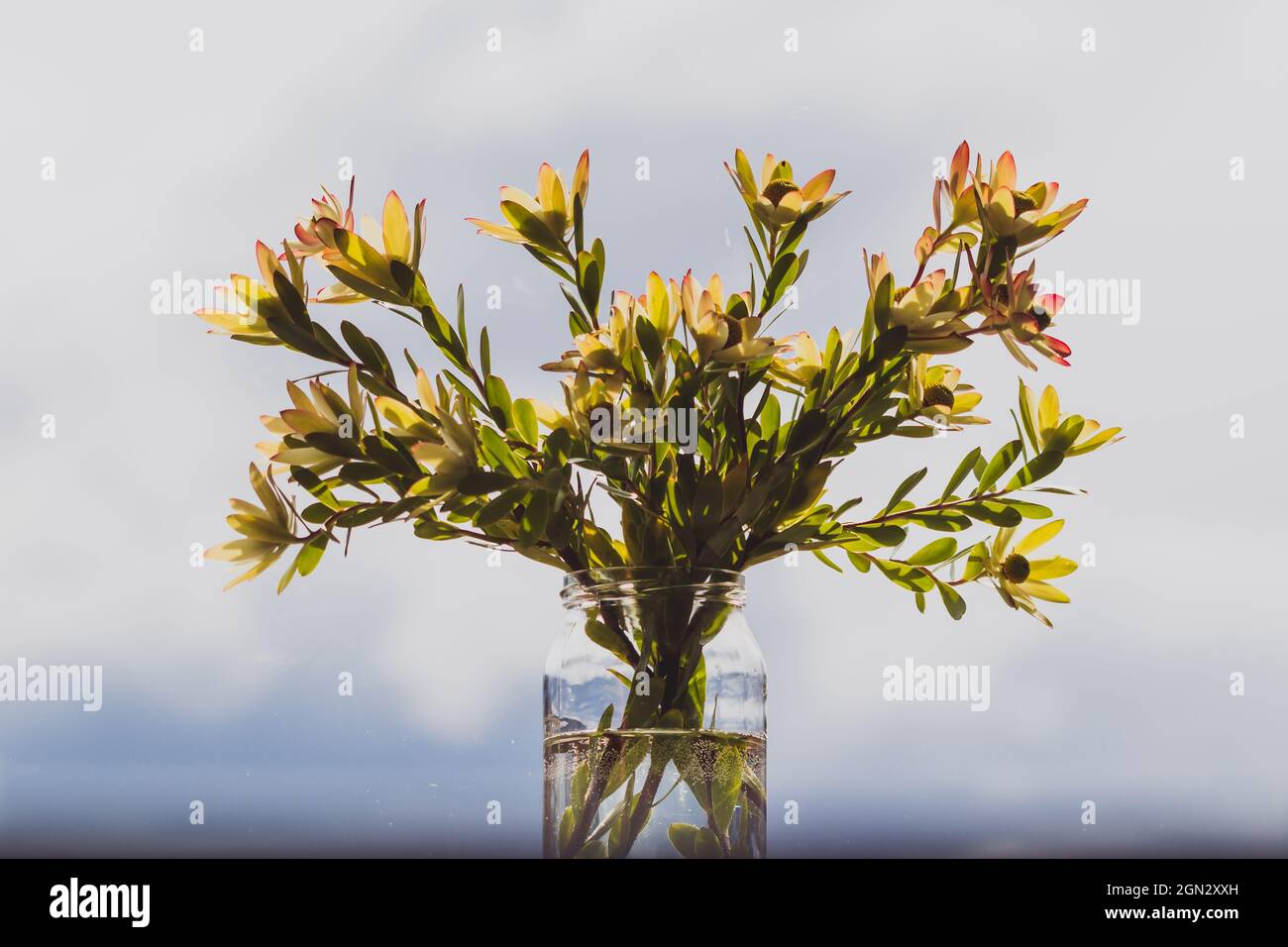 close-up of yellow protea Leucadendron flowers in vase indoor by the ...