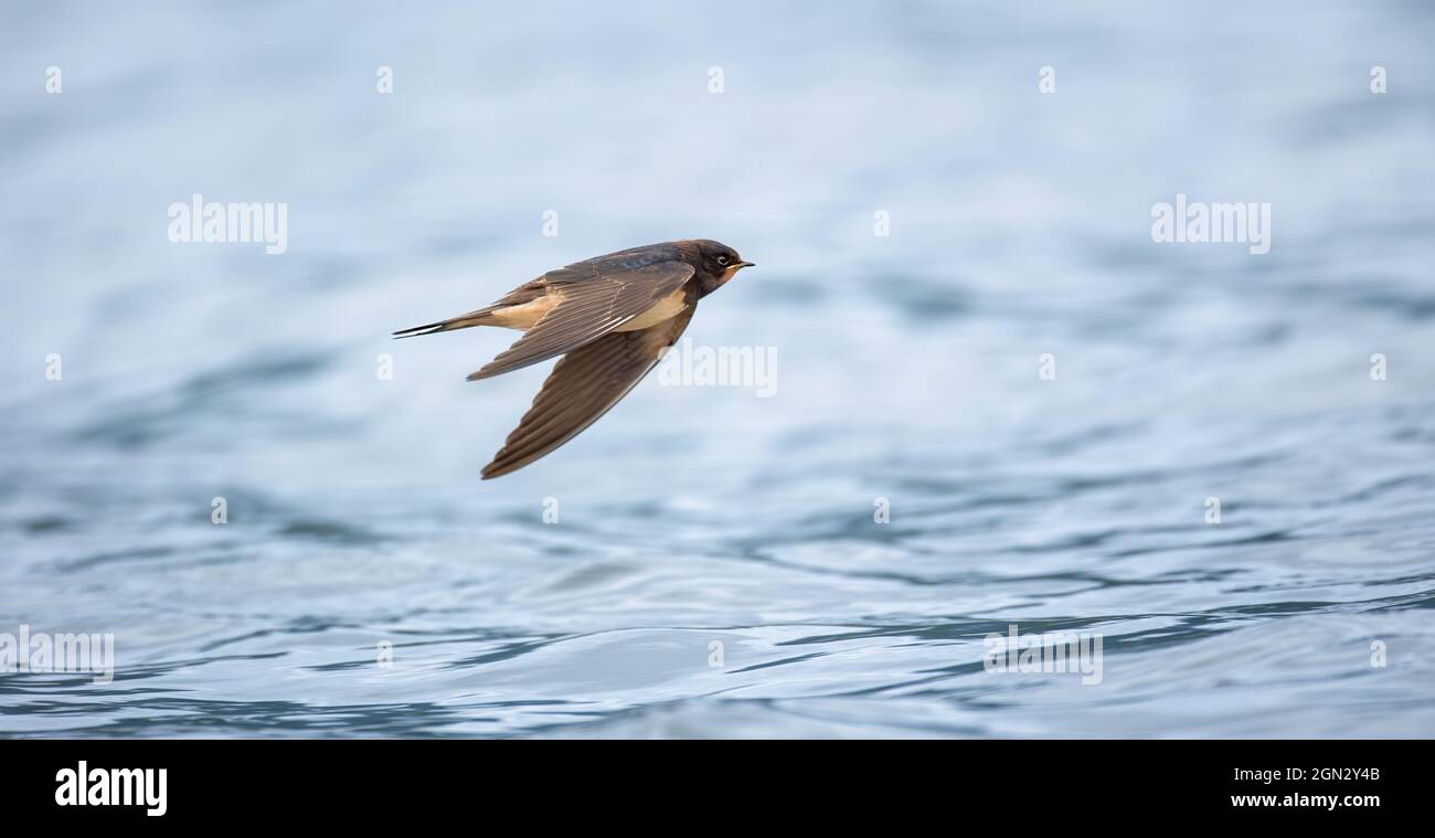 Barn swallow Hirundo rustica flies over the water and catches insects ...