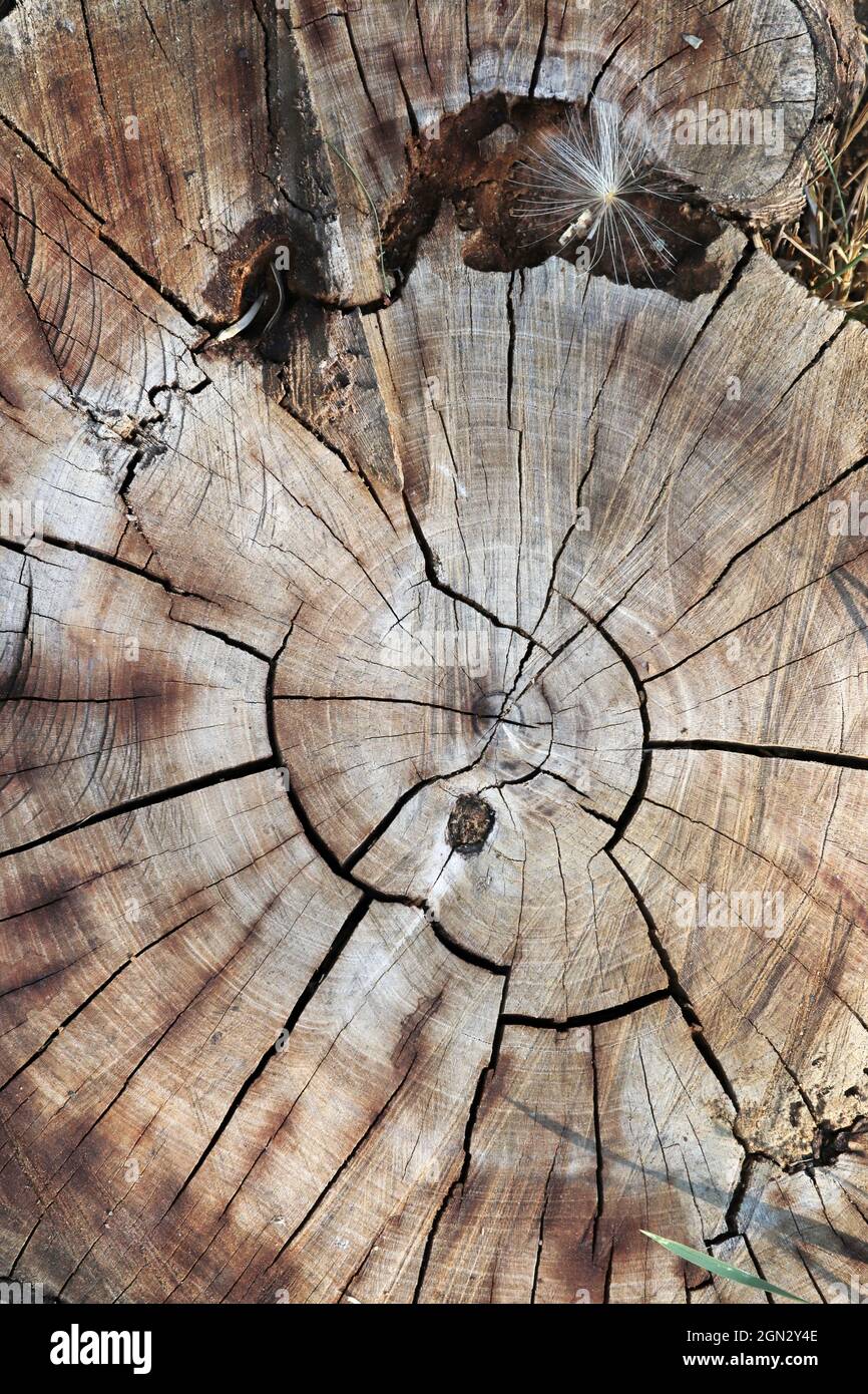 Wood cut background texture abstract Stock Photo - Alamy