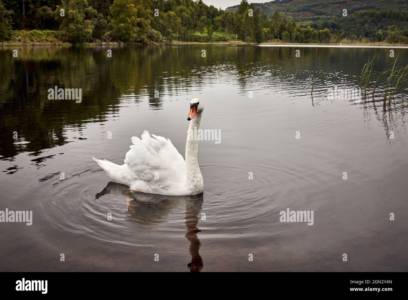 Muted swan hi-res stock photography and images - Alamy
