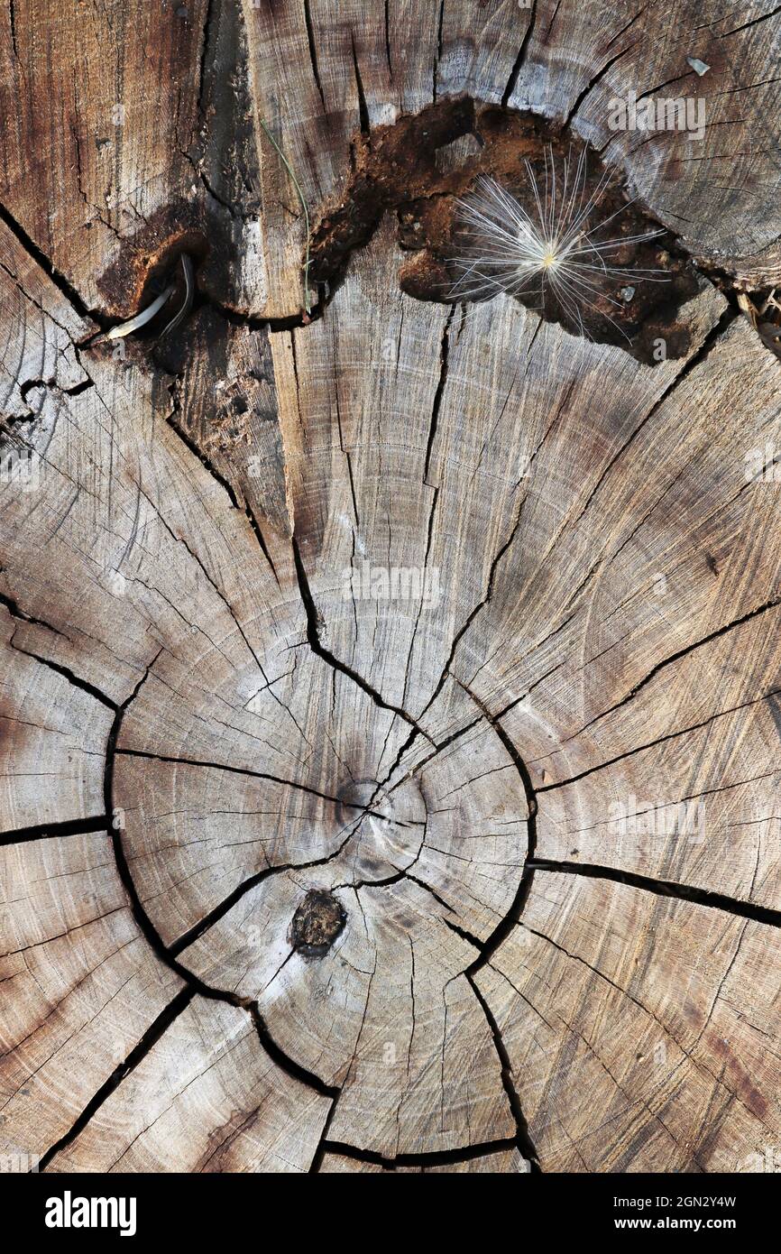 Wood cut background texture abstract Stock Photo - Alamy