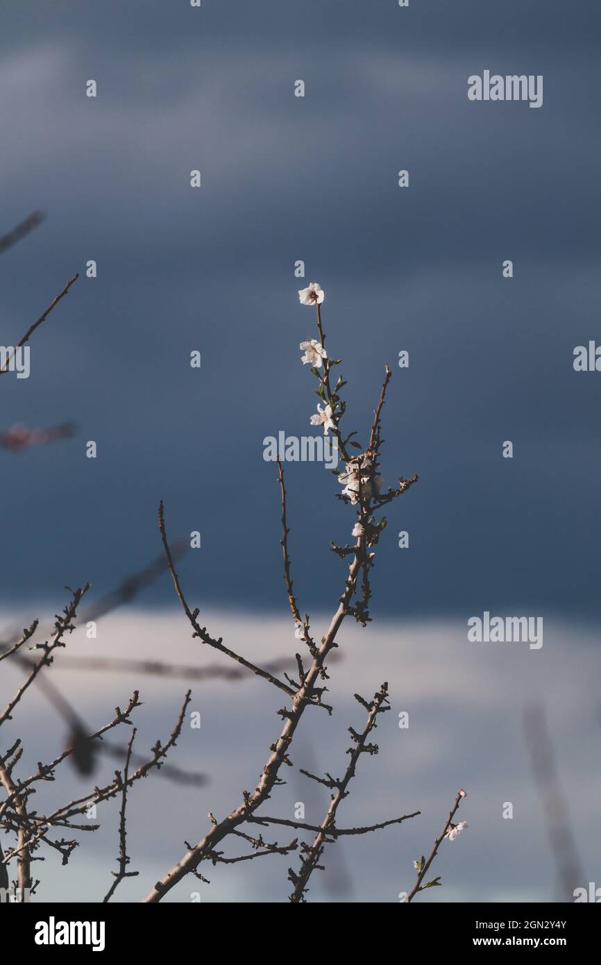 pink nectarine tree blossoms outdoor shot at shallow depth of field ...