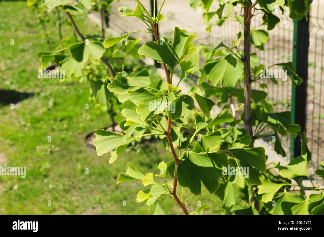 Ginkgo biloba trees saplings in the house garden Stock Photo - Alamy