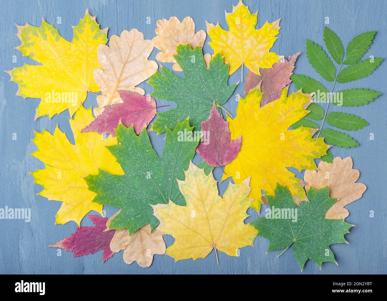 Different Types Of Fall Leaves