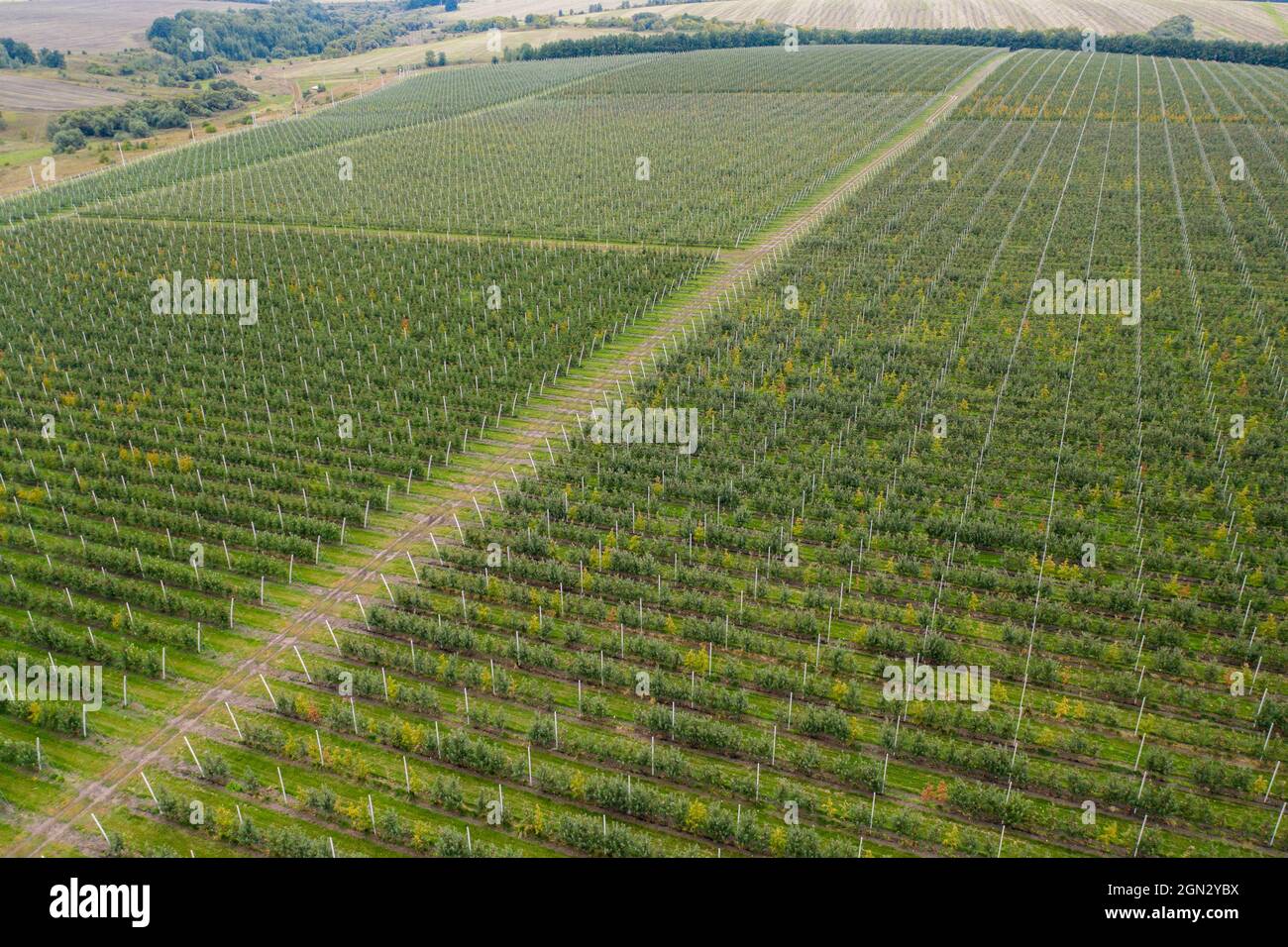 Aerial view of the farm with apple orchard Stock Photo - Alamy