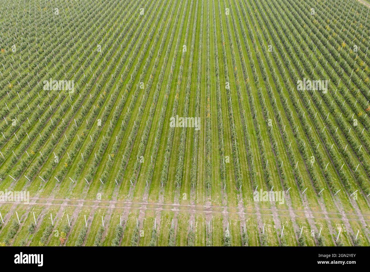 Aerial view of the farm with apple orchard Stock Photo - Alamy