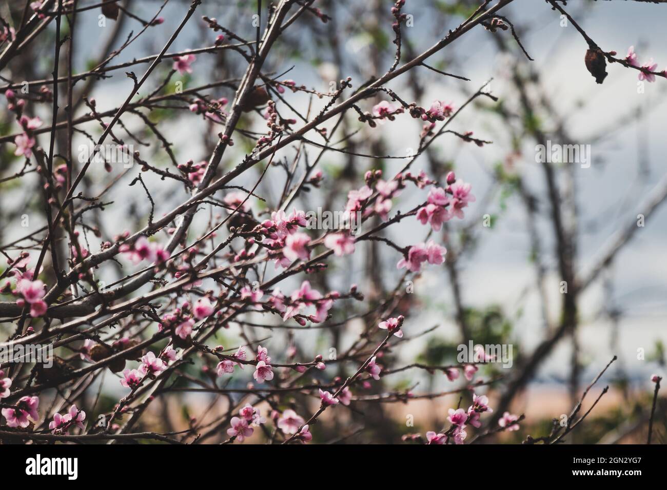 pink nectarine tree blossoms outdoor shot at shallow depth of field ...
