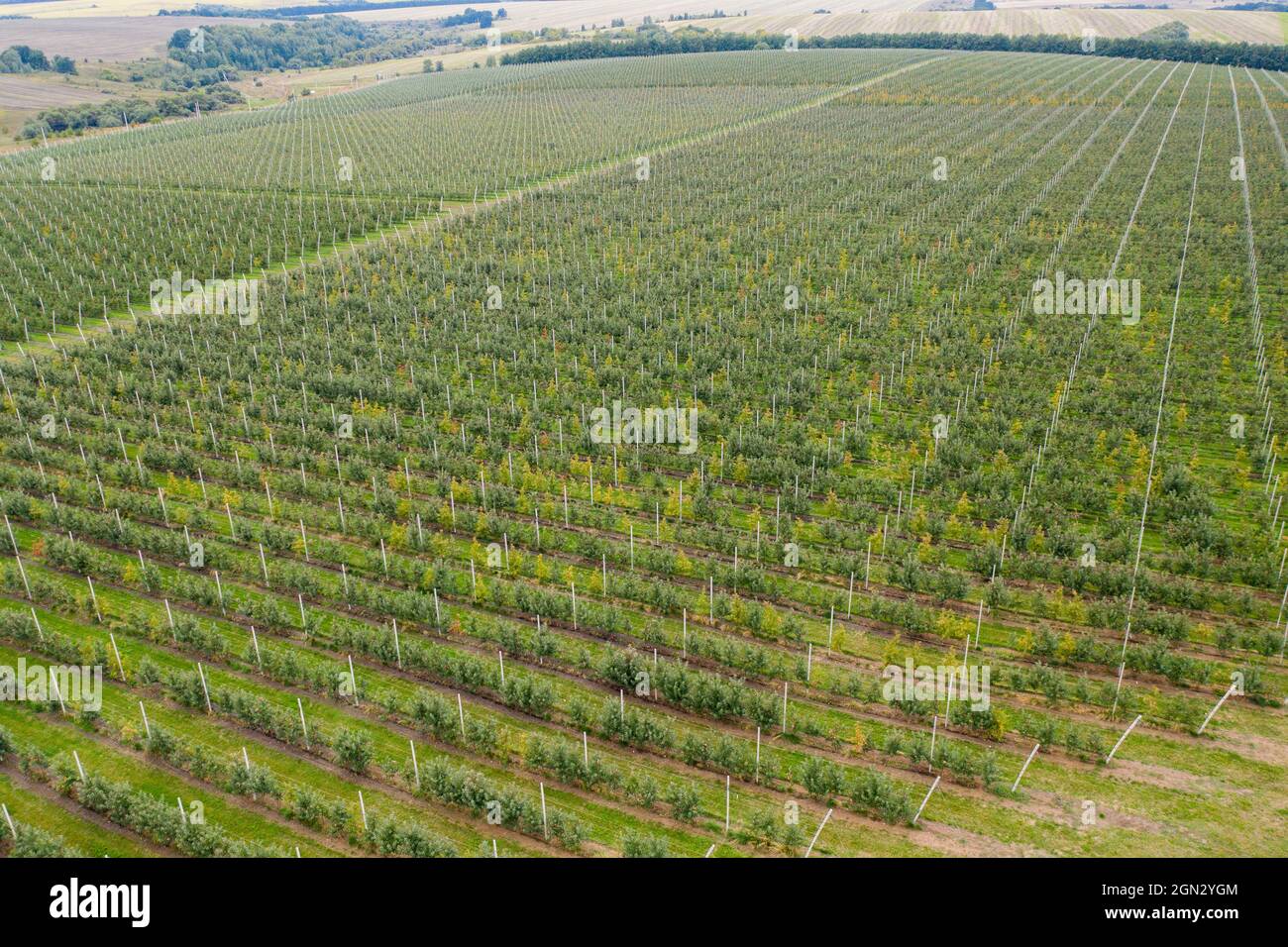 Aerial view of the farm with apple orchard Stock Photo - Alamy