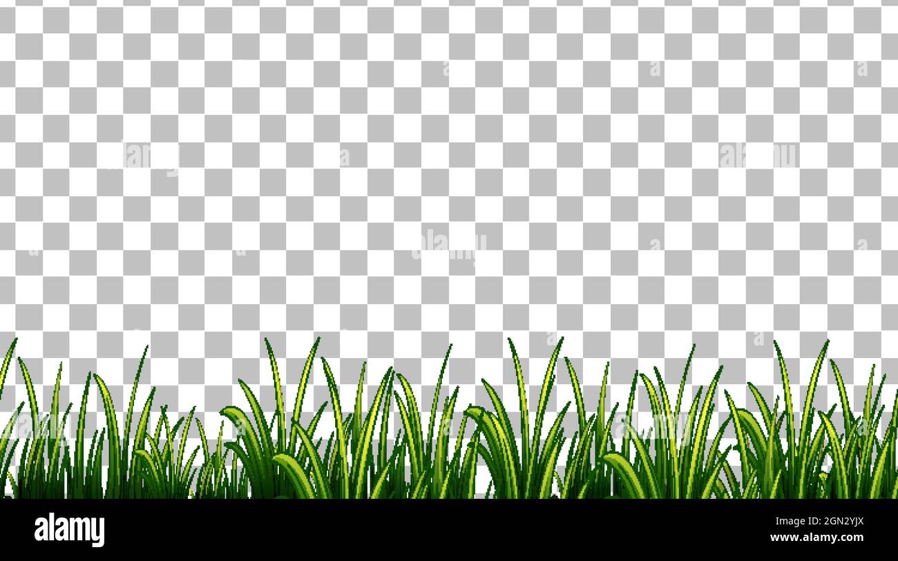 Simple grass field on transparent background illustration Stock Vector ...