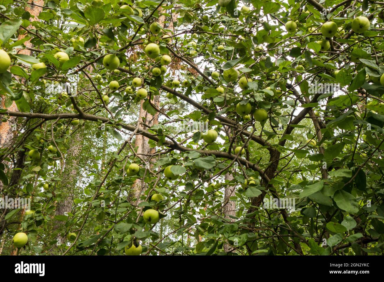 Wild Apple Tree High Resolution Stock Photography and Images - Alamy