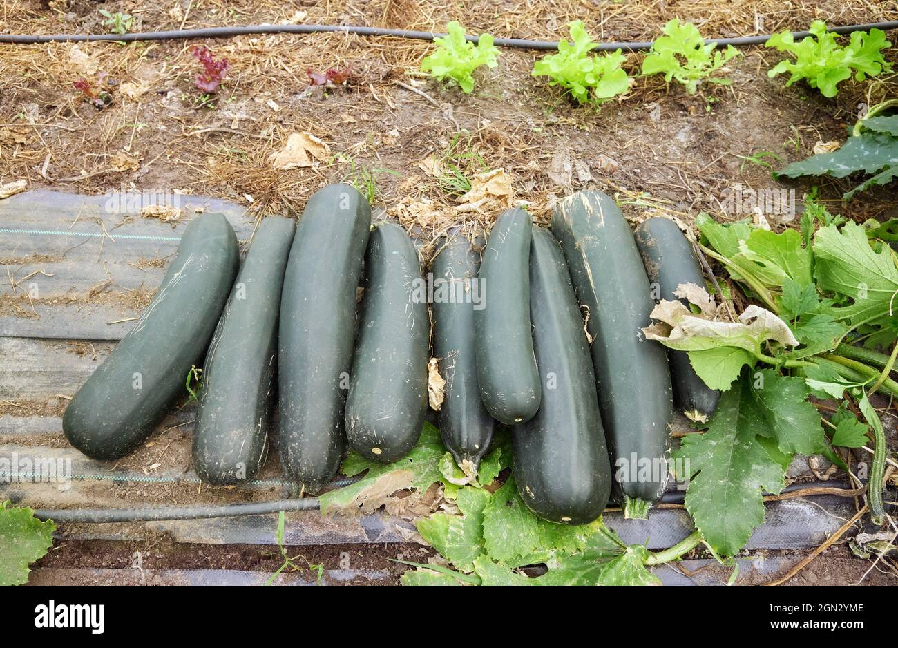 Organic zucchini on a greenhouse ground Stock Photo - Alamy