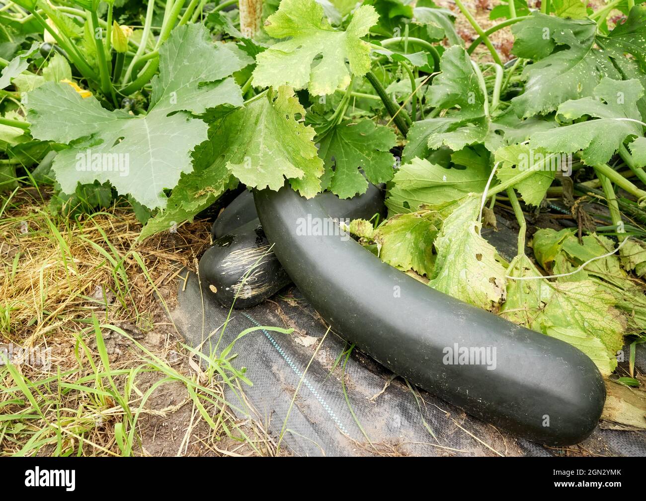 Close up picture of an organic zucchini Stock Photo - Alamy