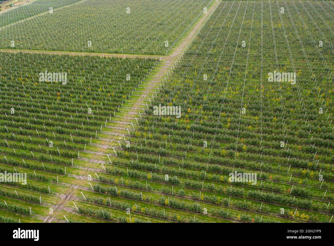 Aerial view of the farm with apple orchard Stock Photo - Alamy