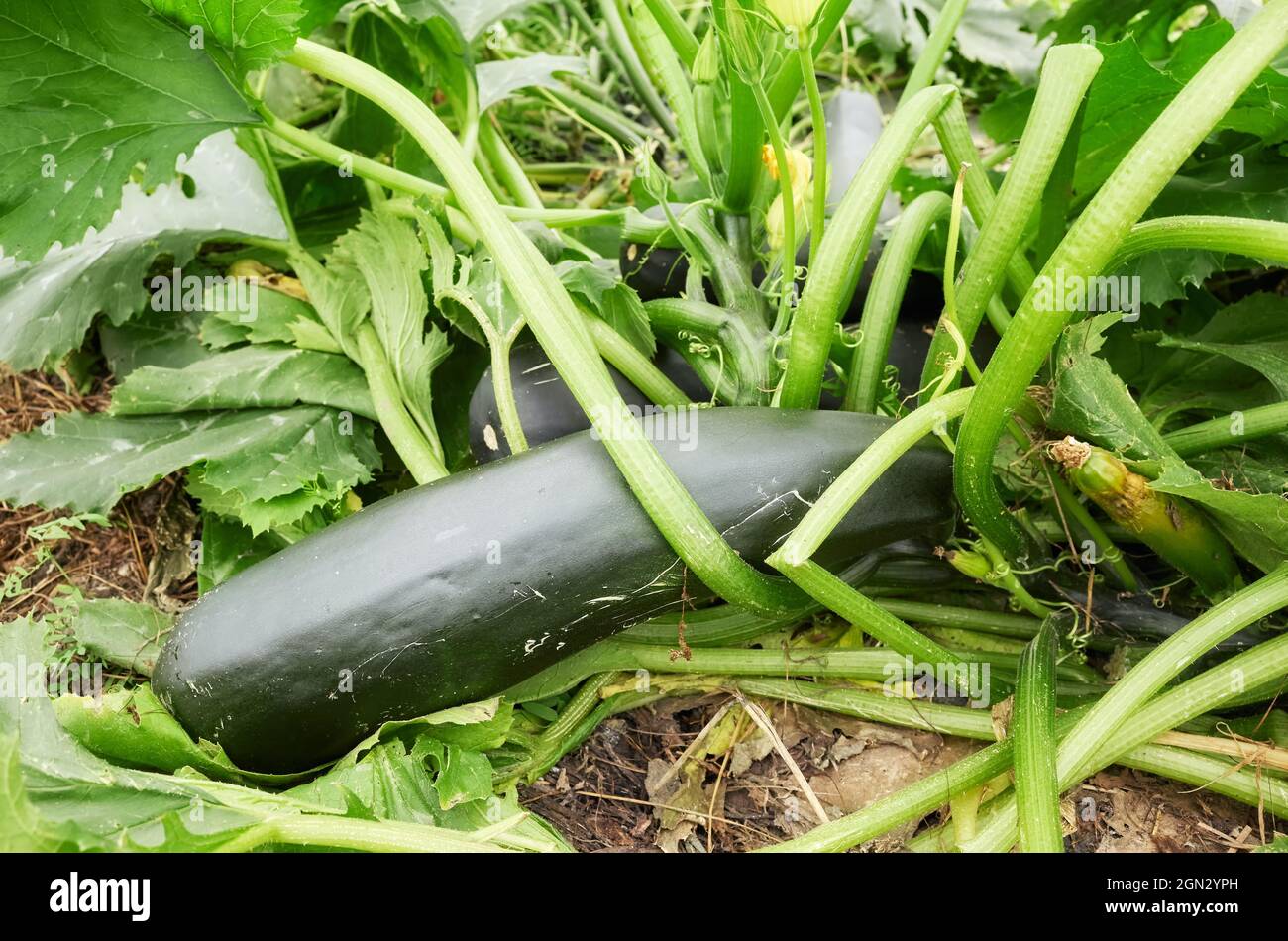 Farm zucchini hi-res stock photography and images - Alamy