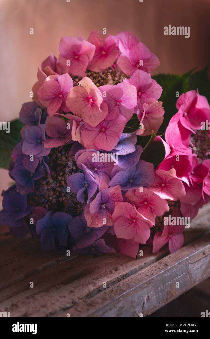 Bunch of colorful hydrangeas Stock Photo - Alamy