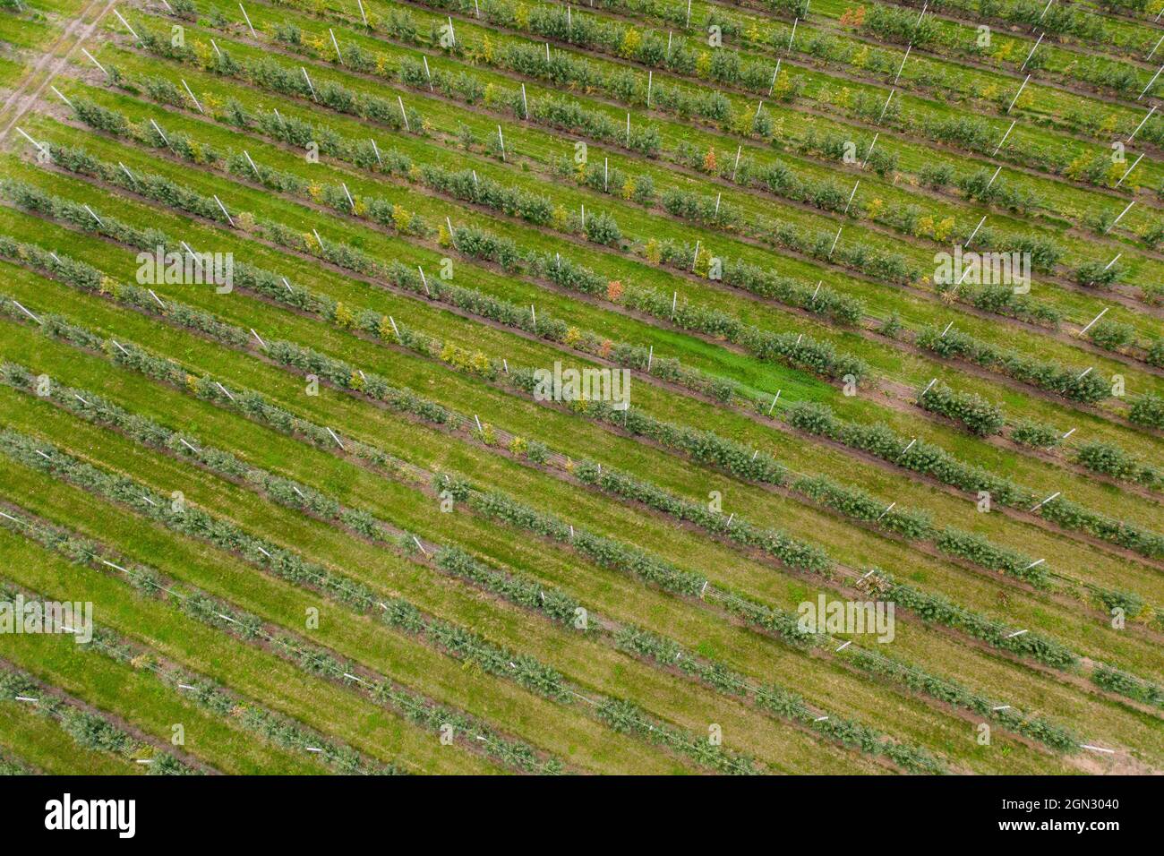Aerial view of the farm with apple orchard Stock Photo - Alamy