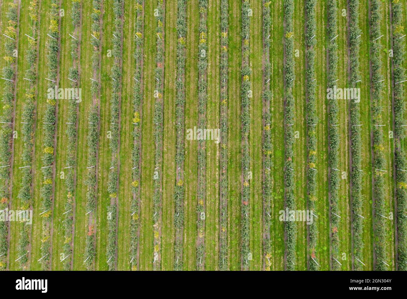 Aerial view of the farm with apple orchard Stock Photo - Alamy