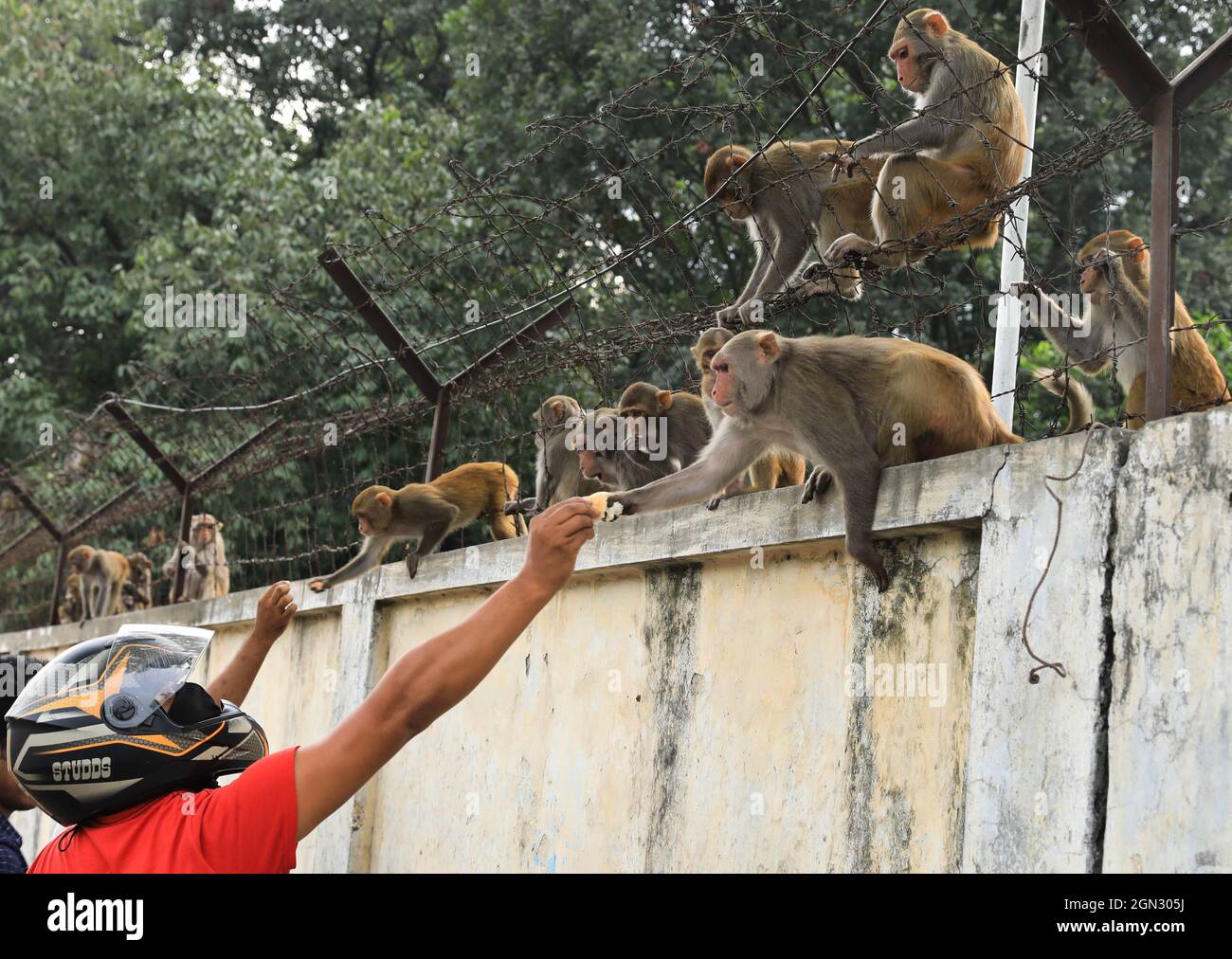 Non Exclusive: DHAKA, BANGLADESH - SEPTEMBER 21, 2021: A person is seen ...