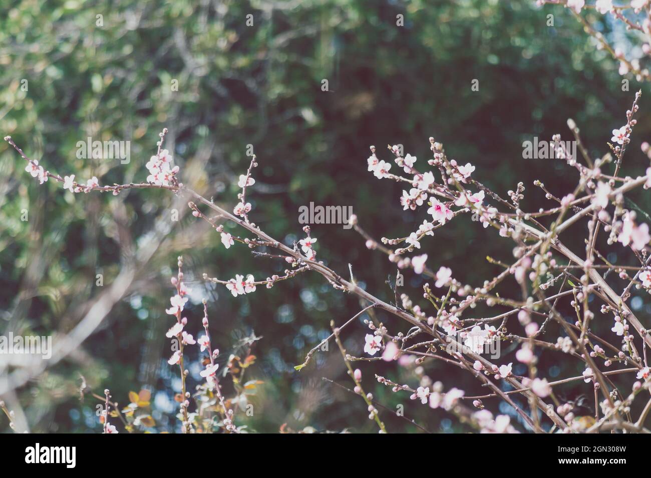 pink nectarine tree blossoms outdoor shot at shallow depth of field ...
