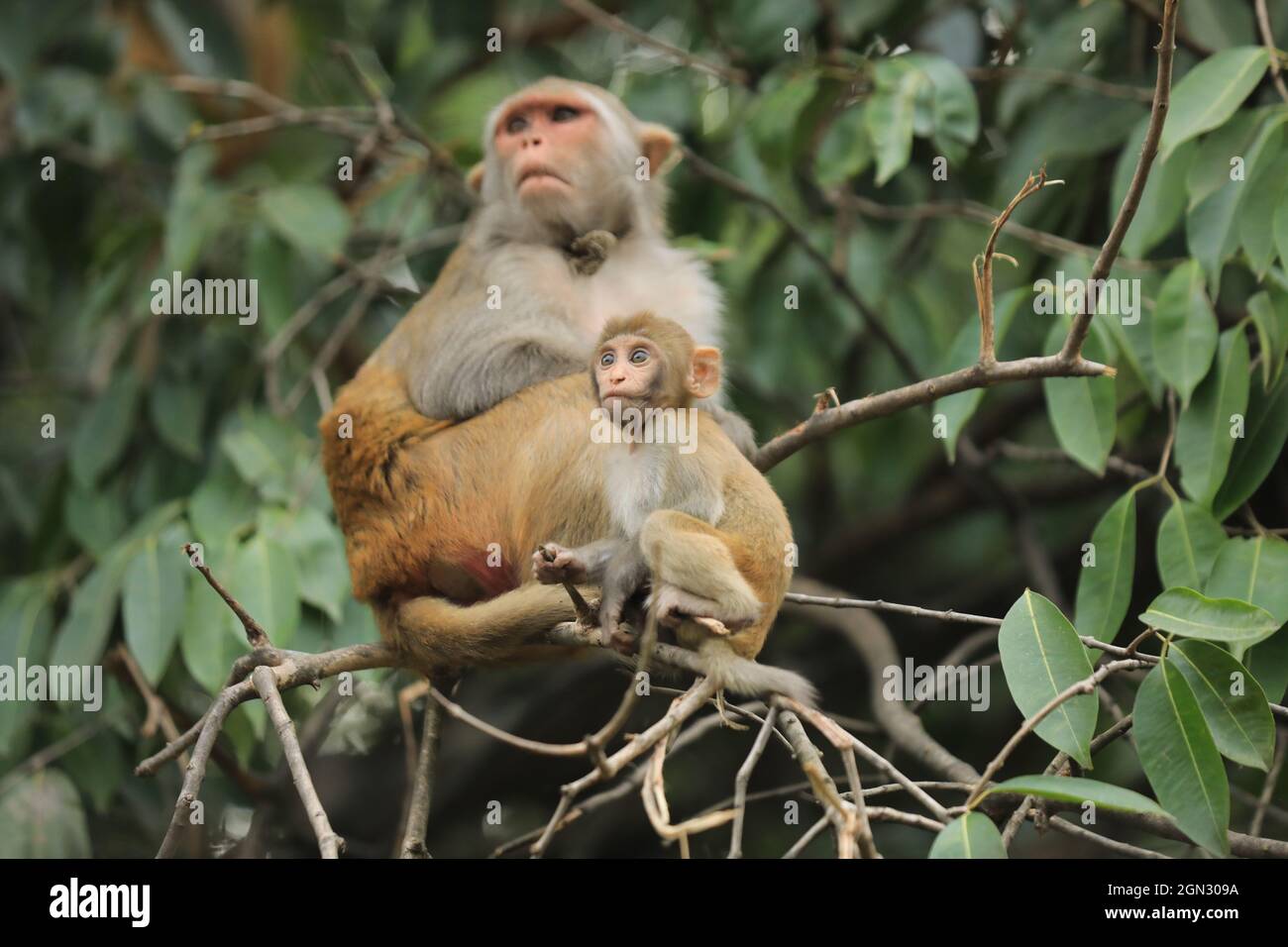 Villages of bangladesh hi-res stock photography and images - Alamy