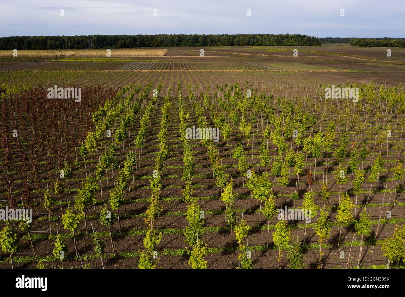 Aerial view of rows of trees in a tree nursery in autumn Stock Photo ...