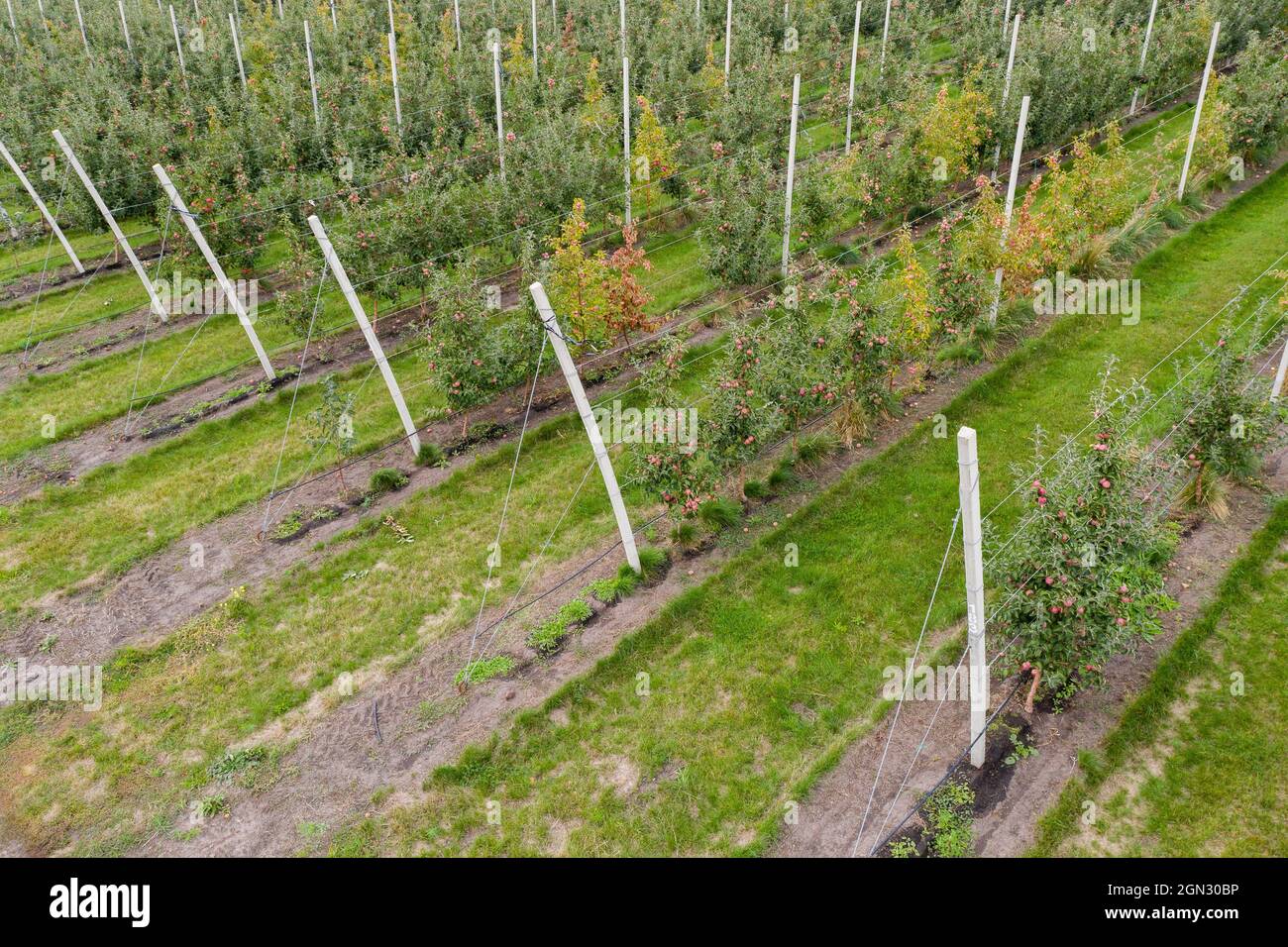 Aerial view of the farm with apple orchard Stock Photo - Alamy