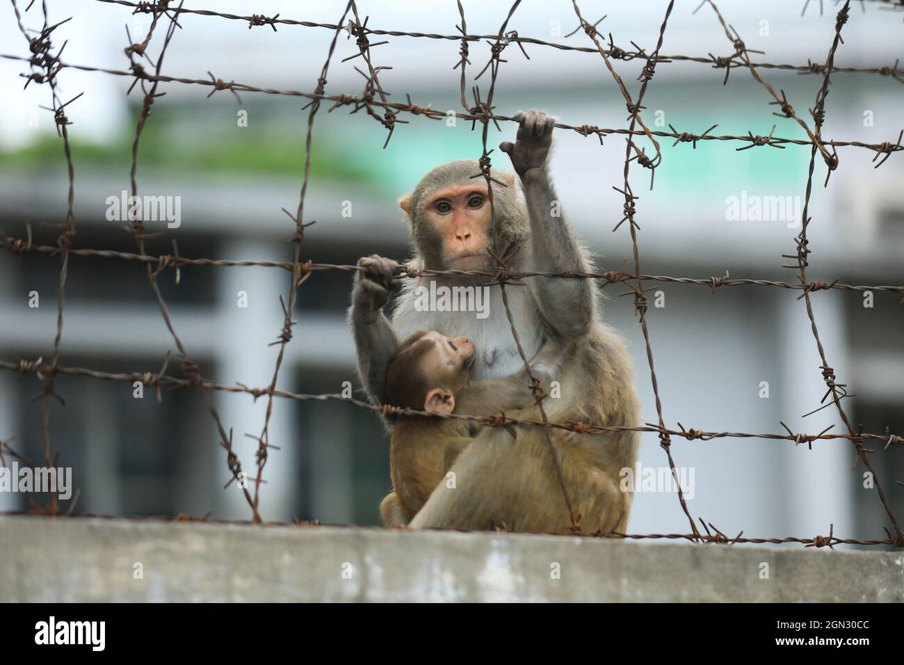 Non Exclusive: DHAKA, BANGLADESH - SEPTEMBER 21, 2021: A monkey rests on a wire fence . Groups ...