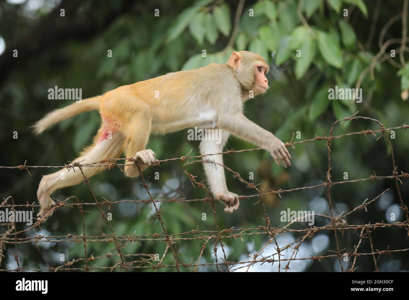 Non Exclusive: DHAKA, BANGLADESH - SEPTEMBER 21, 2021: A monkey rests on a wire fence . Groups ...