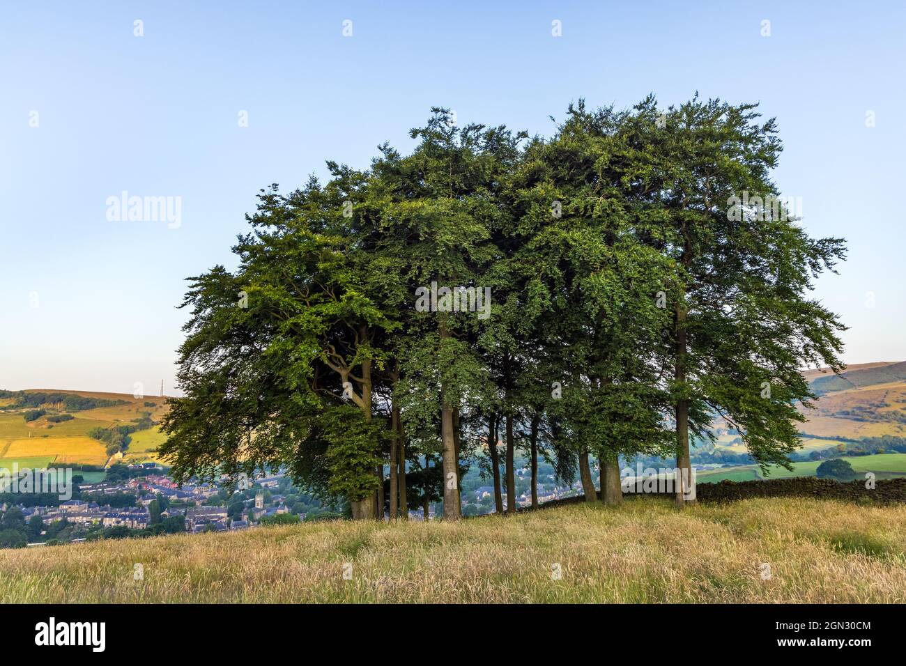 The beech tree copse known as ‘Twenty Trees’ , a well known landmark ...
