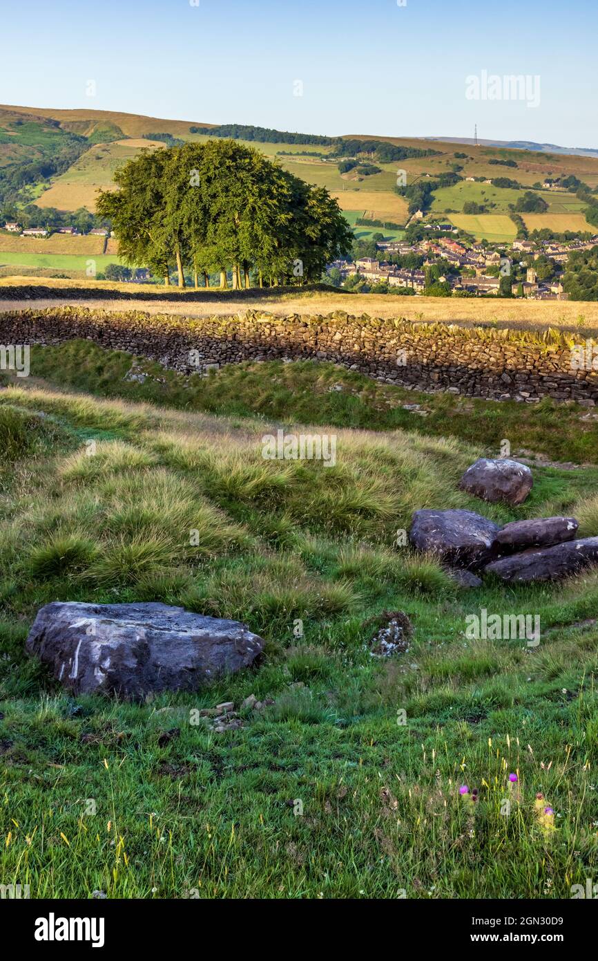 English beech trees hi-res stock photography and images - Alamy