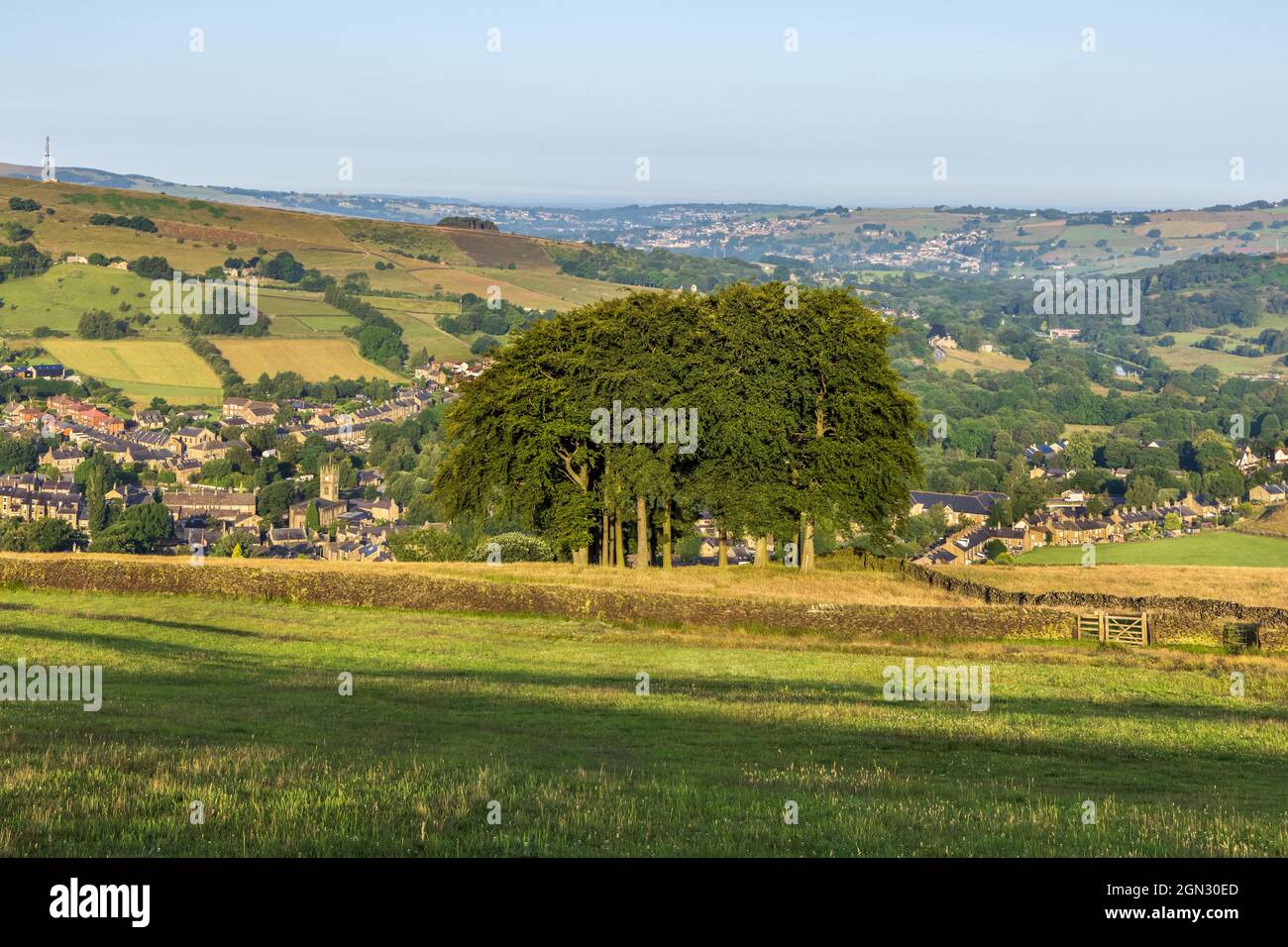 The beech tree copse known as ‘Twenty Trees’ , a well known landmark ...