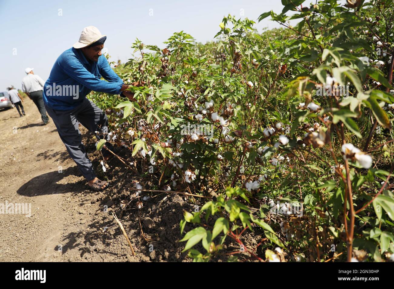 Cairo, Egypt. 21st Sep, 2021. A farmer harvests cotton at a field in ...