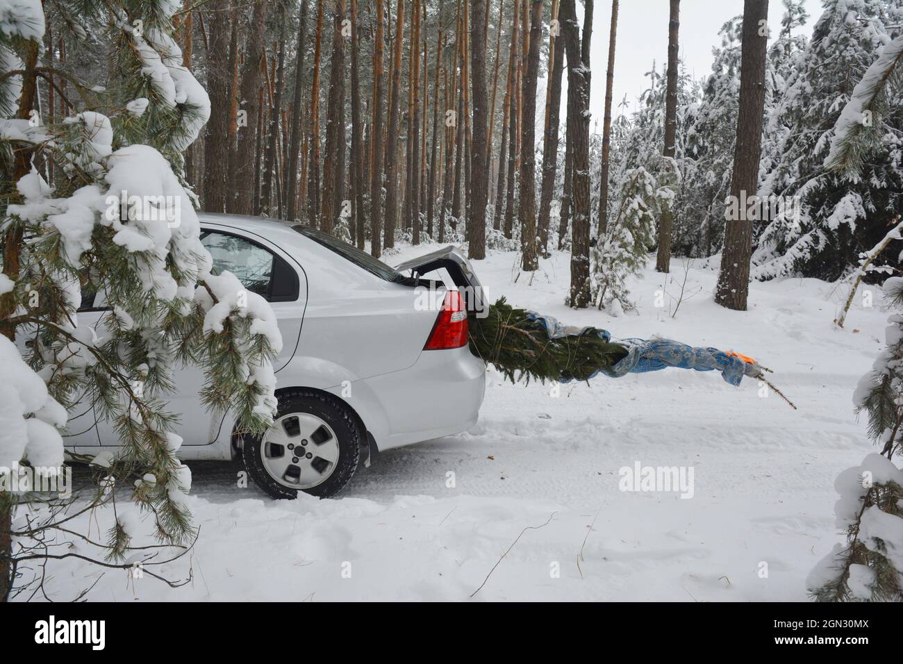 Christmas tree transportation in the car trunk. Christmas fir from ...