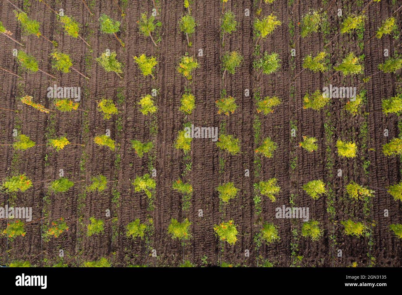 Aerial view of rows of trees in a tree nursery in autumn Stock Photo ...