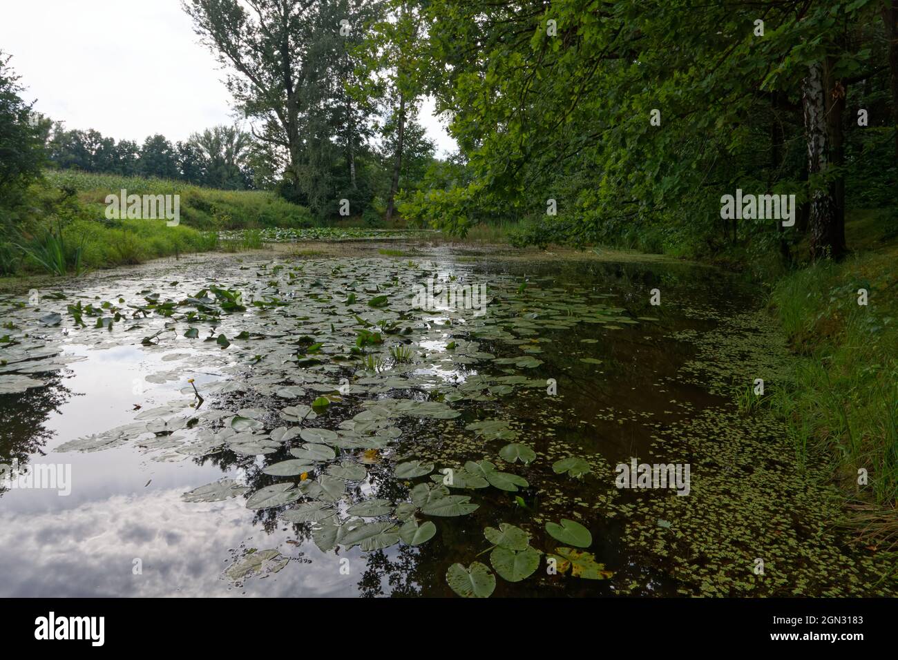 Wetlands downstream the dam and water reservoir Stock Photo - Alamy