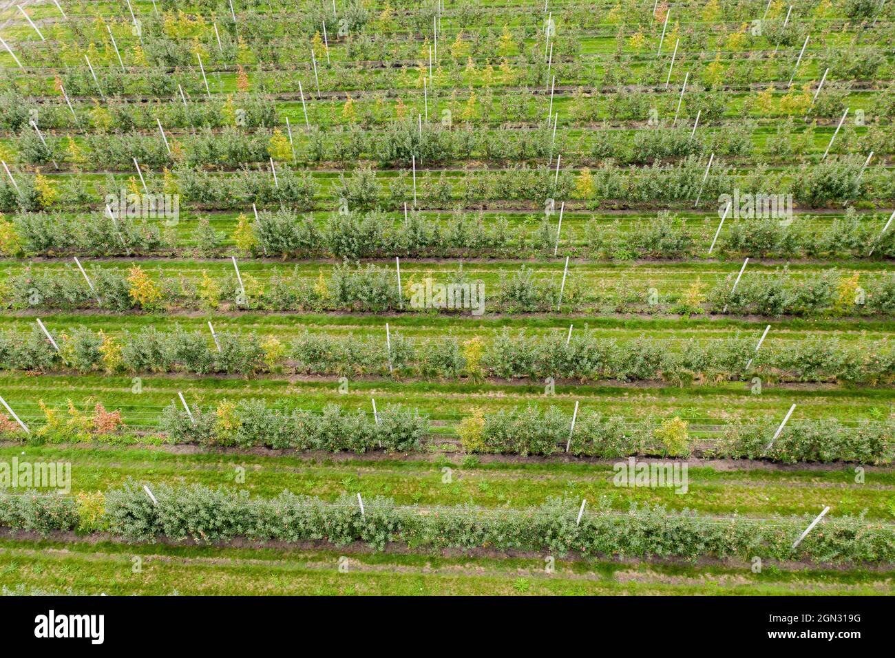 Aerial view of the farm with apple orchard Stock Photo - Alamy