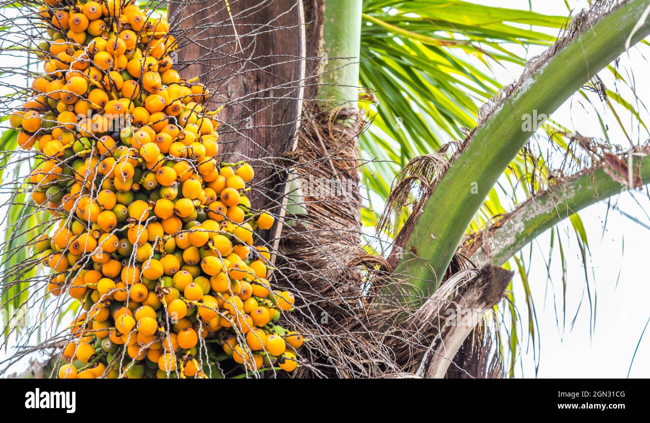 Closeup shot of a palm tree trunk with fresh fruits Stock Photo - Alamy