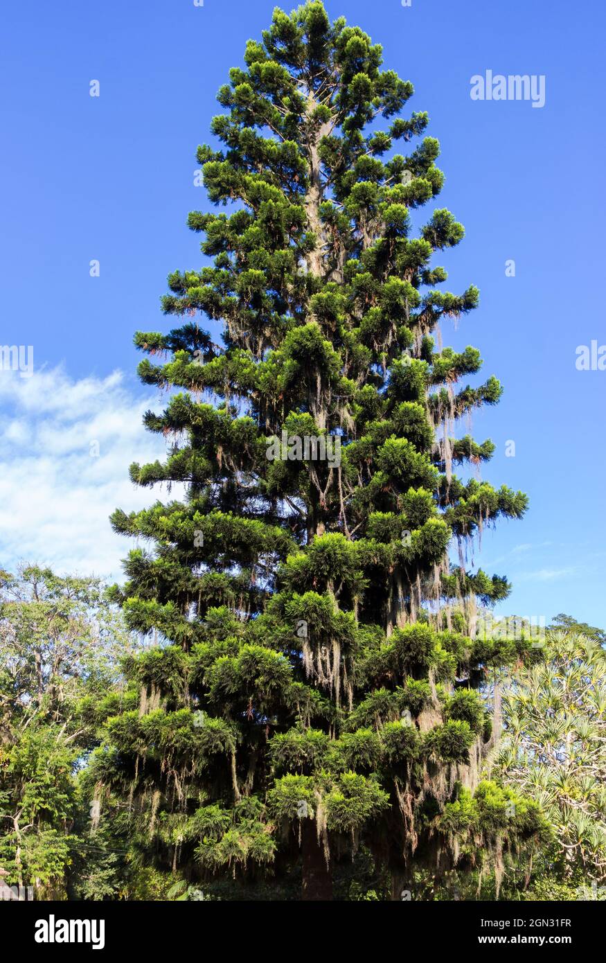 Majestic pine tree growing in the woods Stock Photo - Alamy