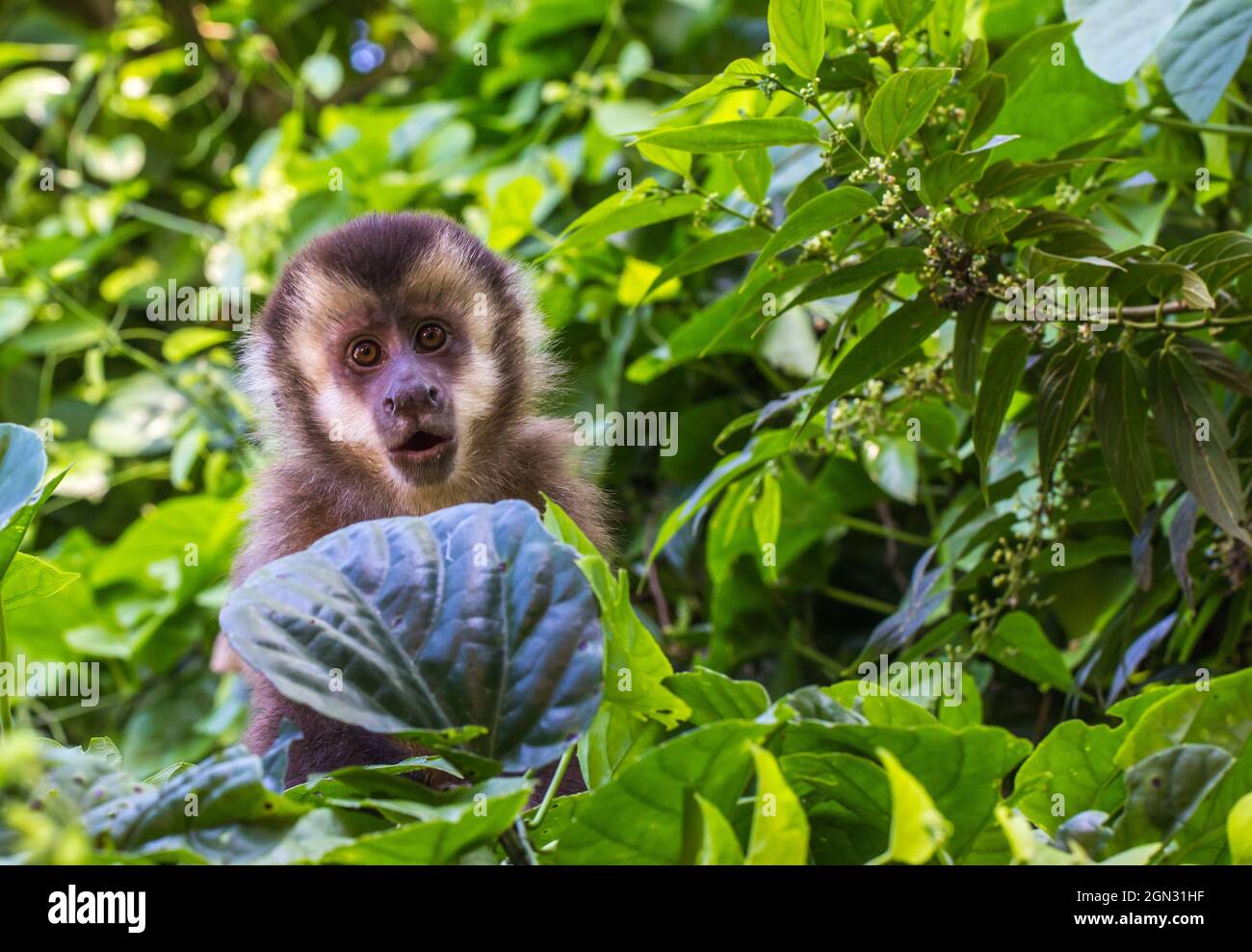 Adorable capuchin monkey in the forest Stock Photo - Alamy