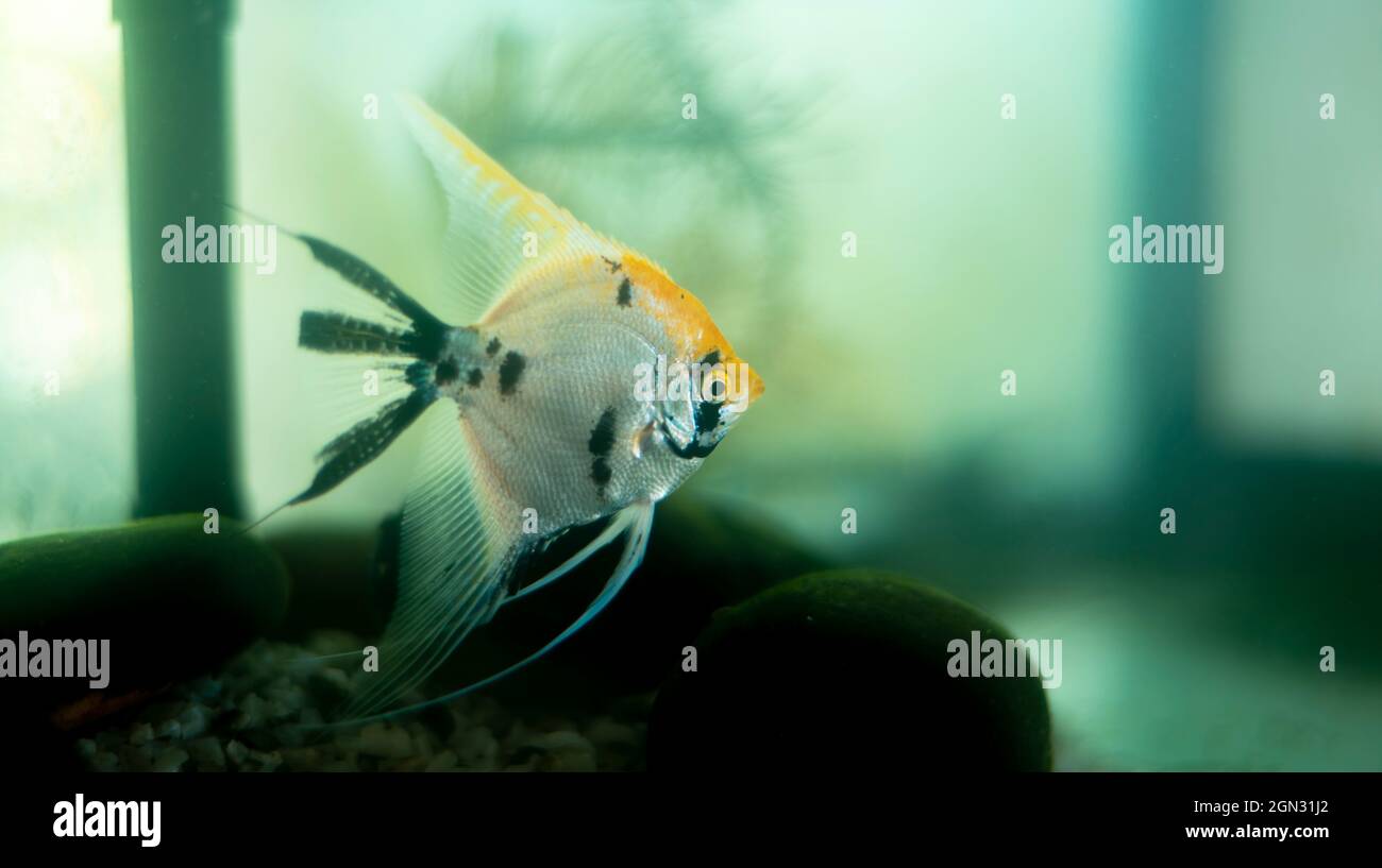 Angle fish isolated in a freshwater aquarium glass tank Stock Photo - Alamy