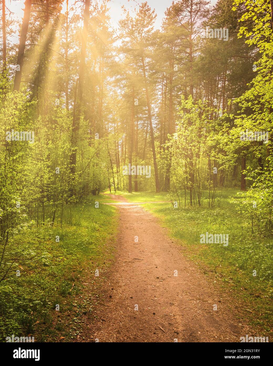 Sunbeams streaming through the pine trees and illuminating the young ...