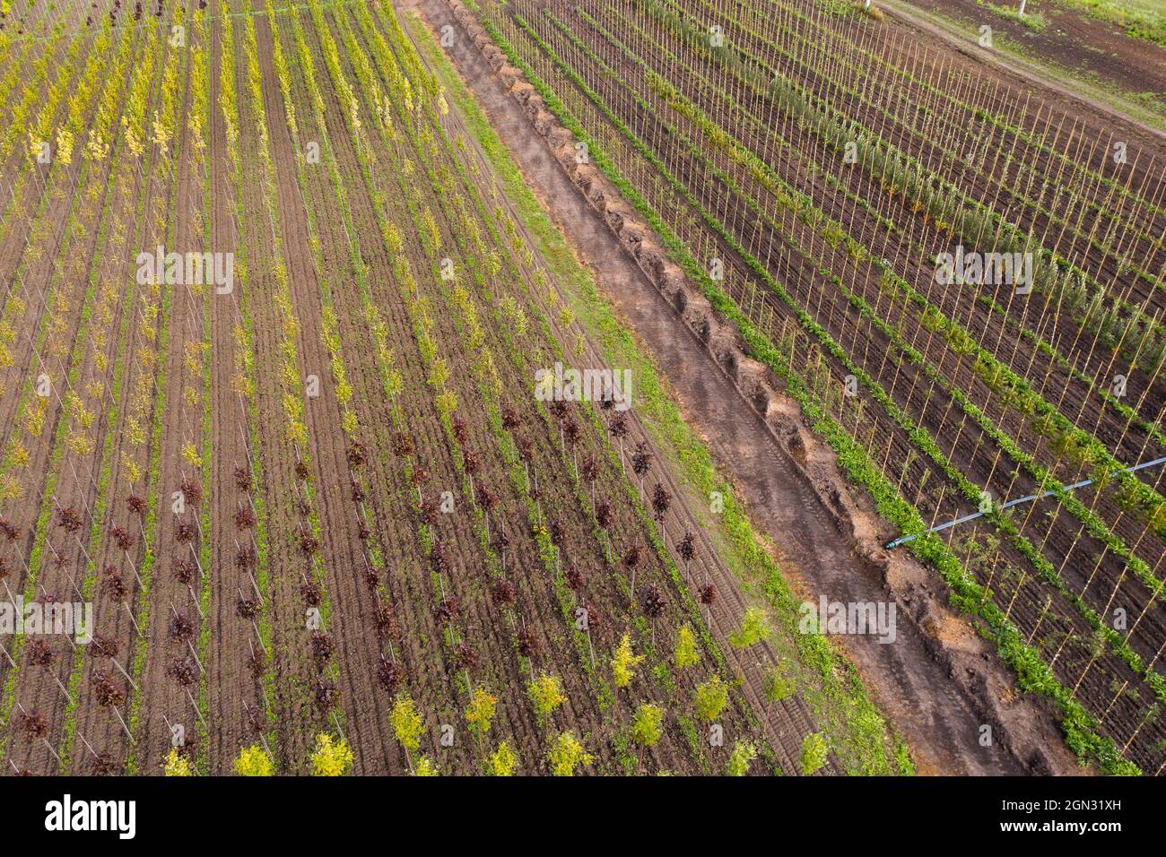 Aerial view of rows of trees in a tree nursery in autumn Stock Photo ...