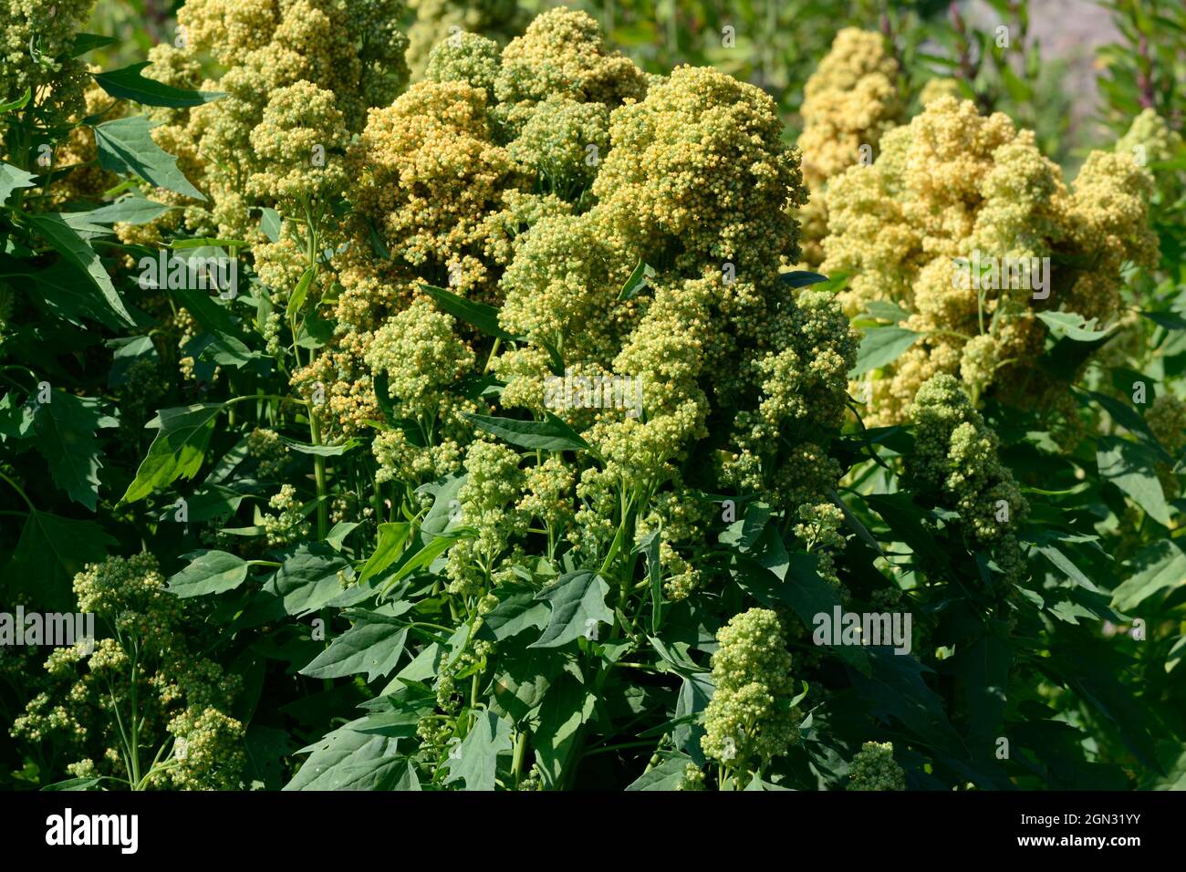 Chenopodium quinoa temuco hi-res stock photography and images - Alamy
