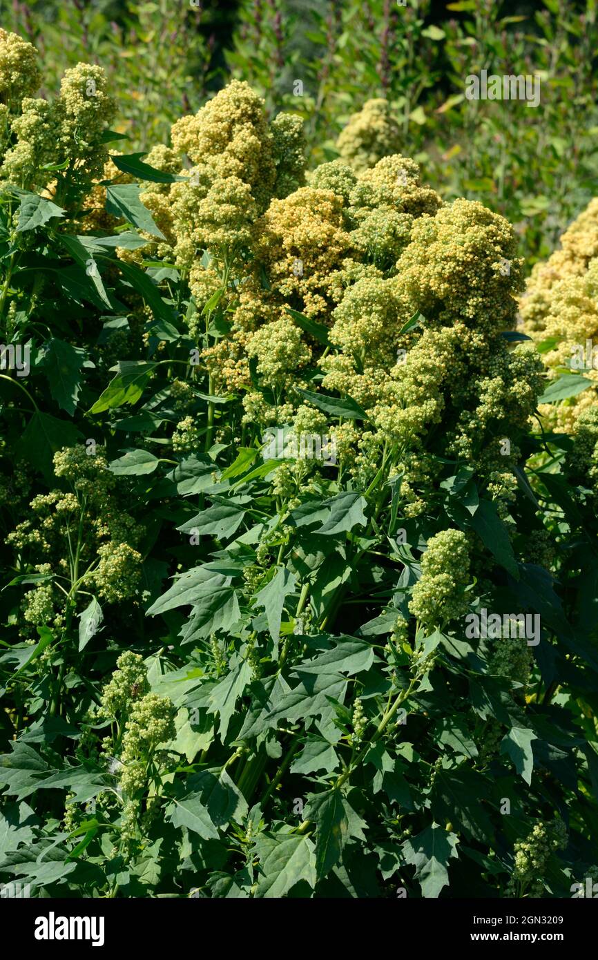 Chenopodium quinoa temuco hi-res stock photography and images - Alamy